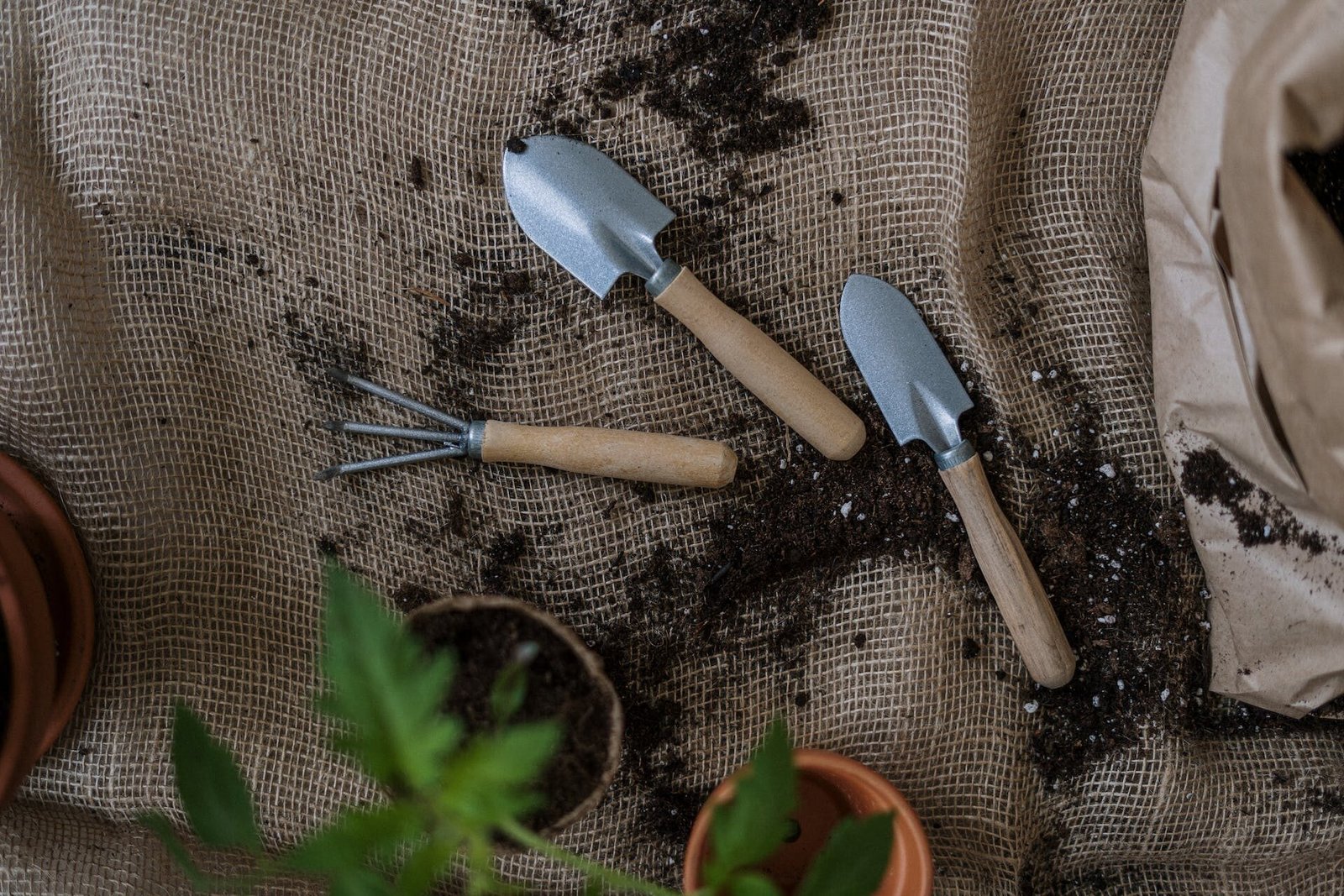 What to do in your garden in January – natureonaplate.com